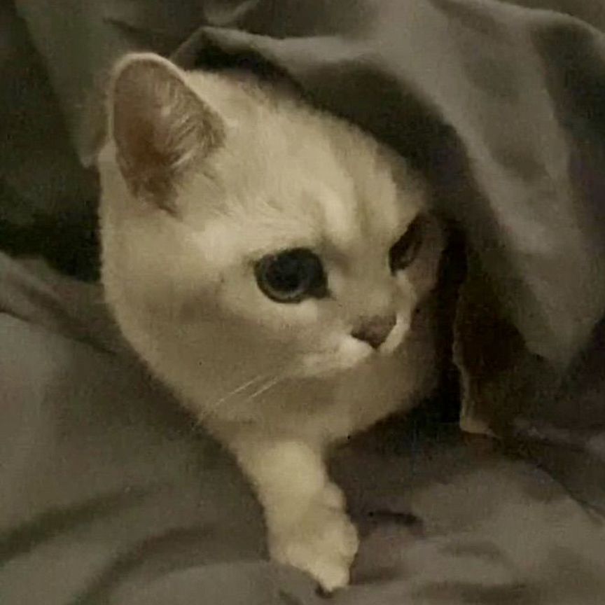 Британская шиншилла (отдам кота в хорошие руки)