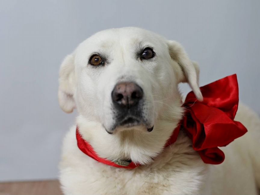 Красавица Лара в добрые руки