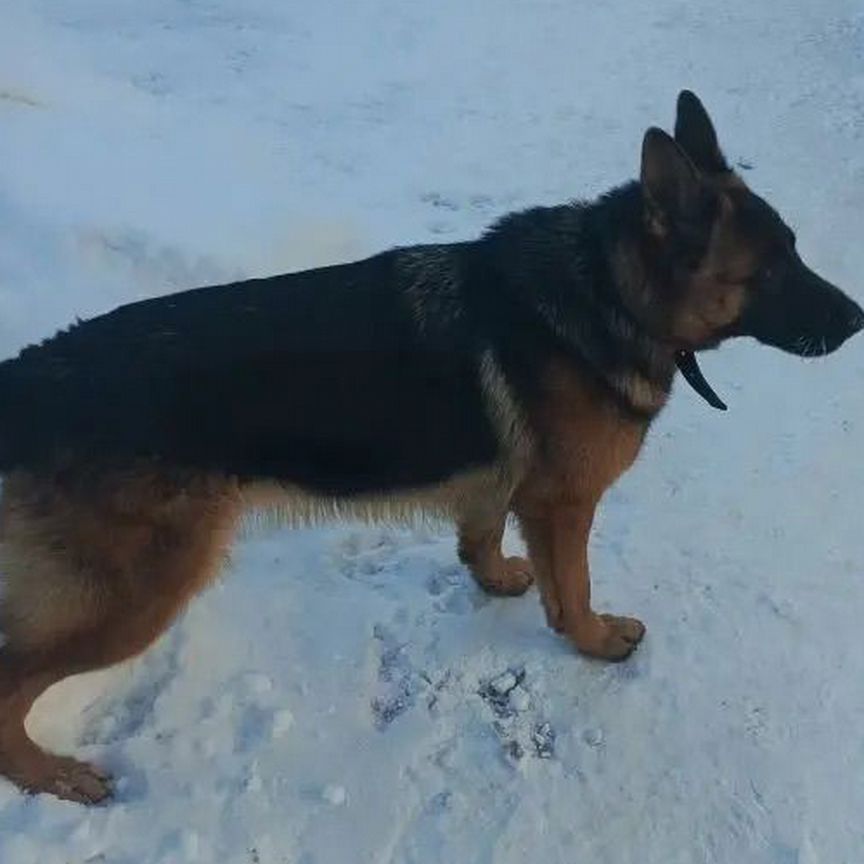 Немецкая овчарка, щенок