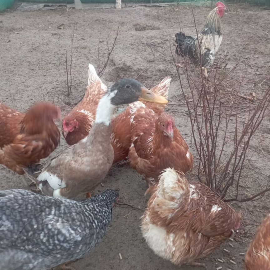 Утки индийский бегунок