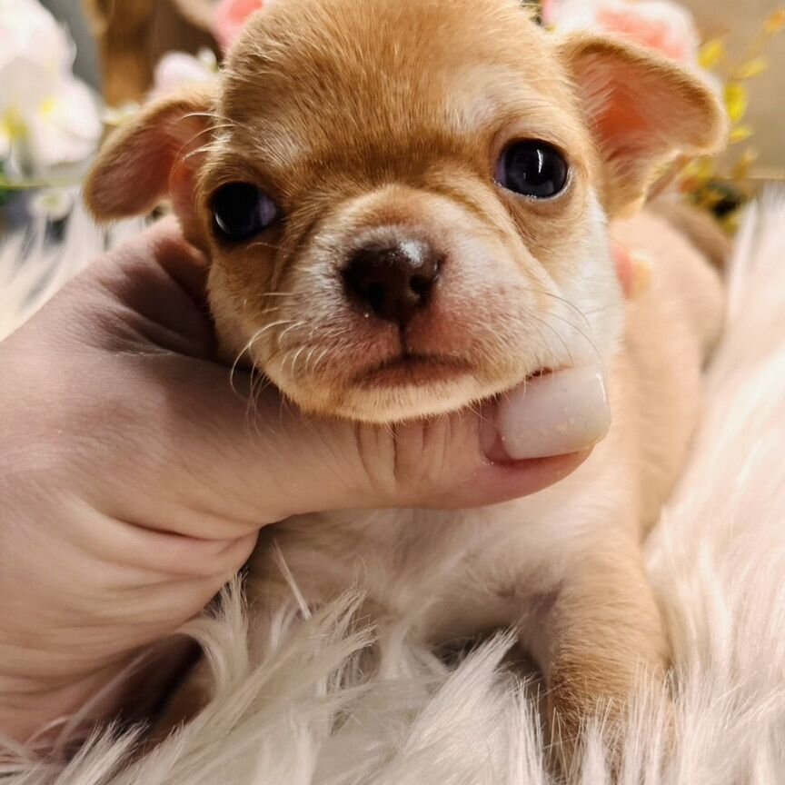 Чихуахуа мини изабелловая Девочка