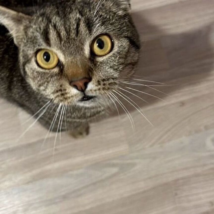 Ласковый кот ищет свою семью