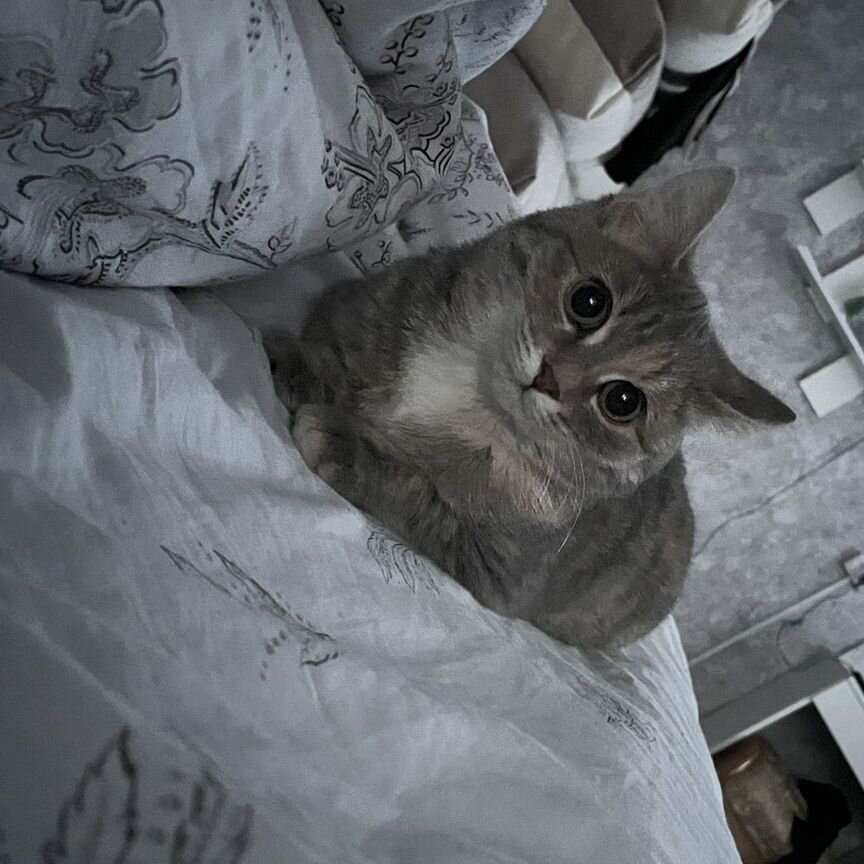 Отдам кошку в добрые руки
