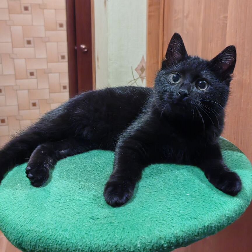 Котенок 3 месяца