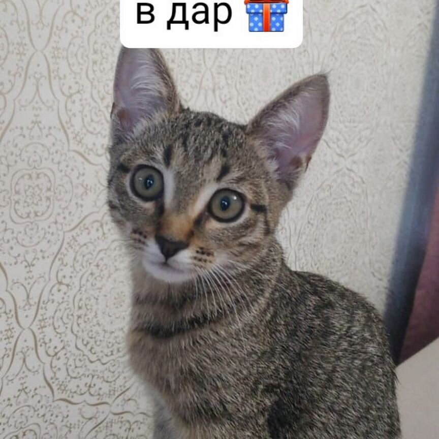 Девочка, 3 месяца, в дар