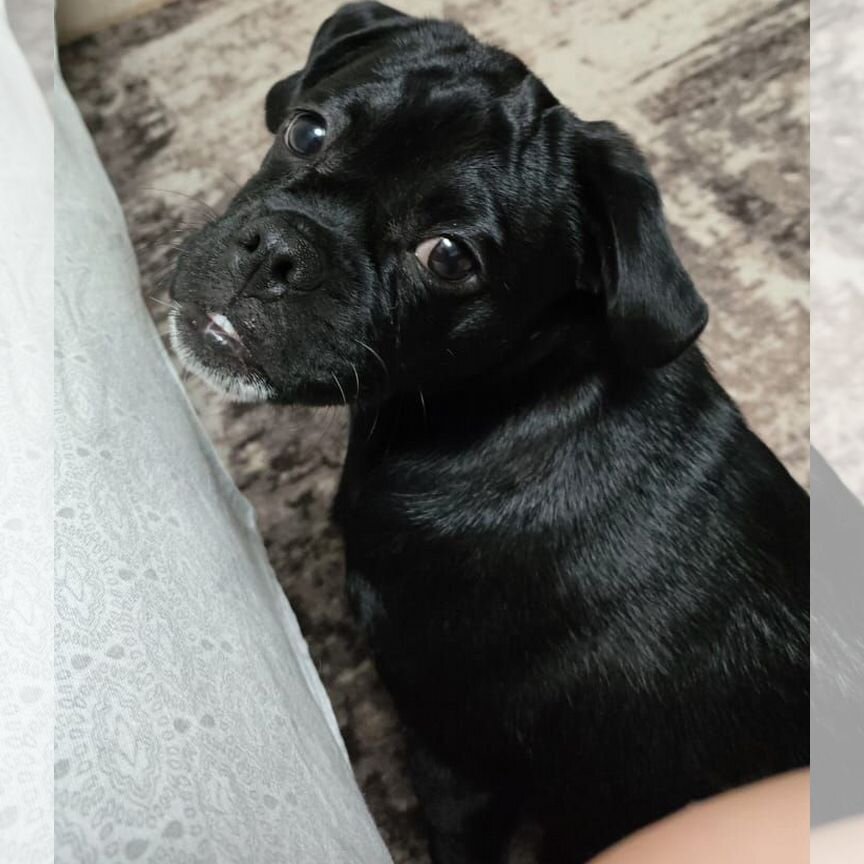 Мопс, щенок