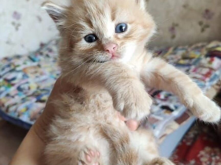 Котятки сибирские красавчики