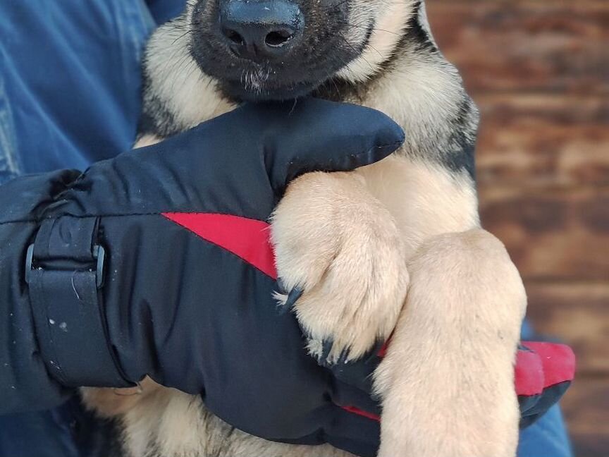 Щенок в добрые руки