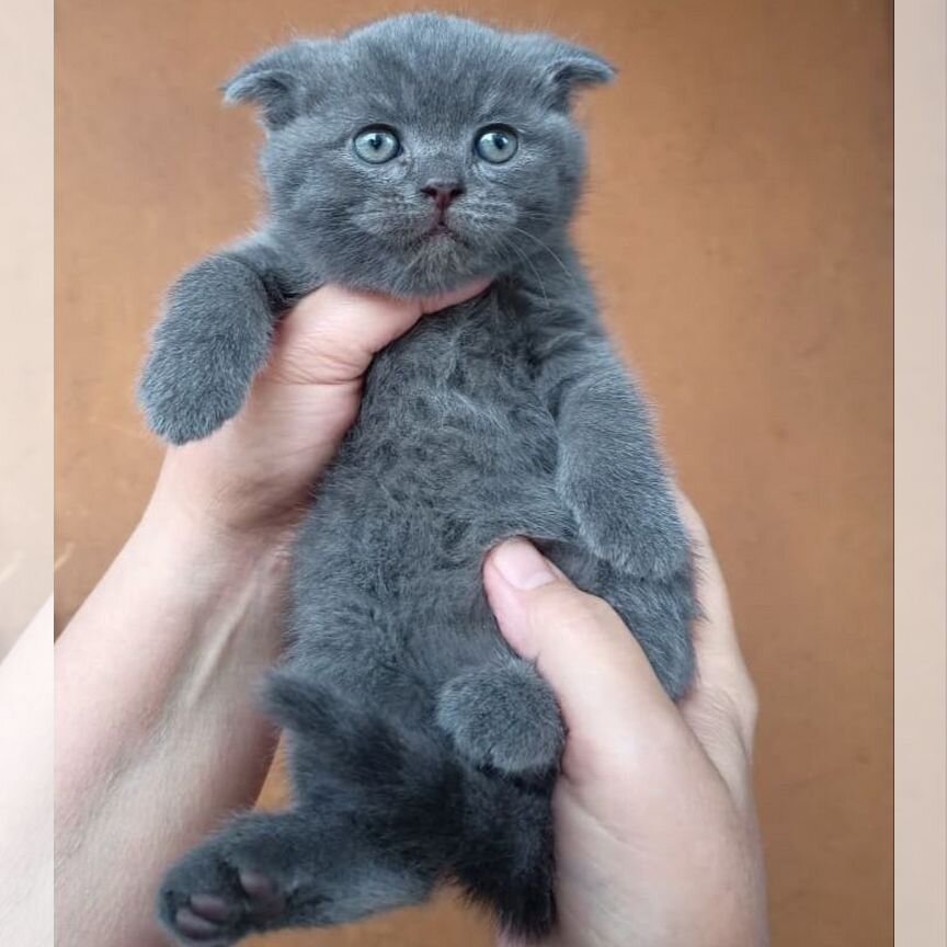 Шотландский вислоухий короткошёрстный котёнок