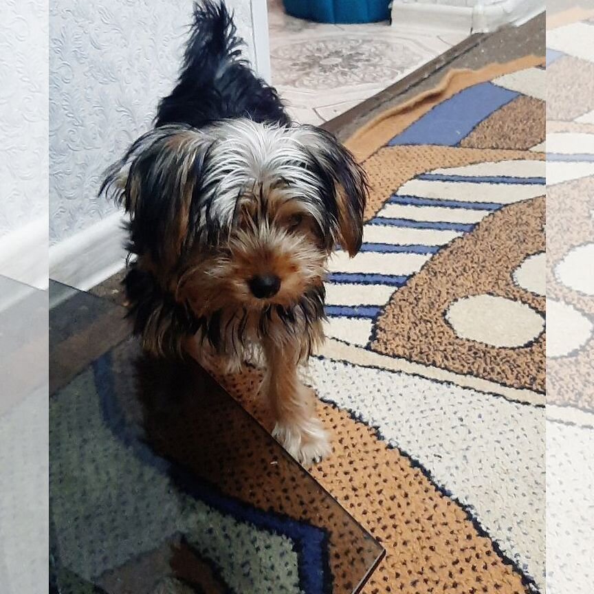 Йоркширский терьер, щенок