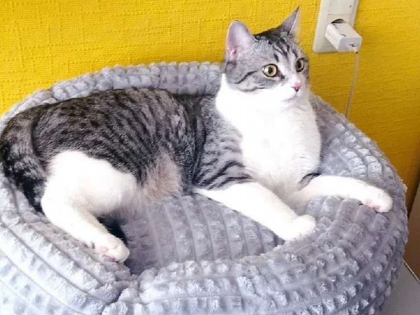 Лежанка для кошек и собак