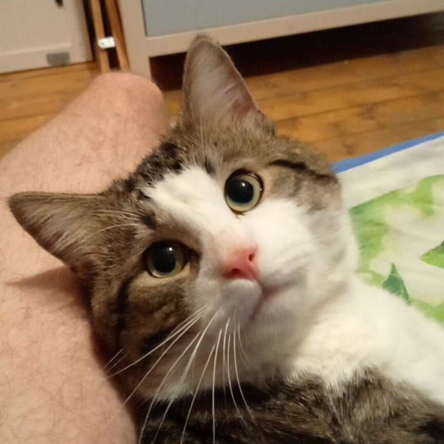 Котик, 1,5 года