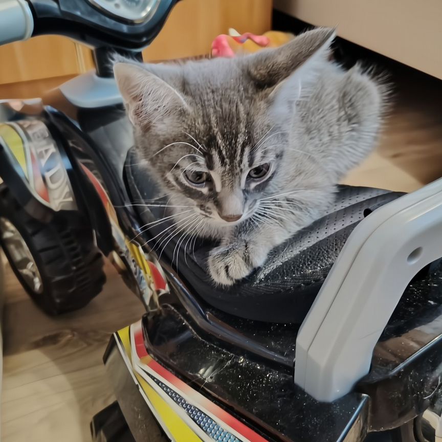 Котёнок от частного владельца