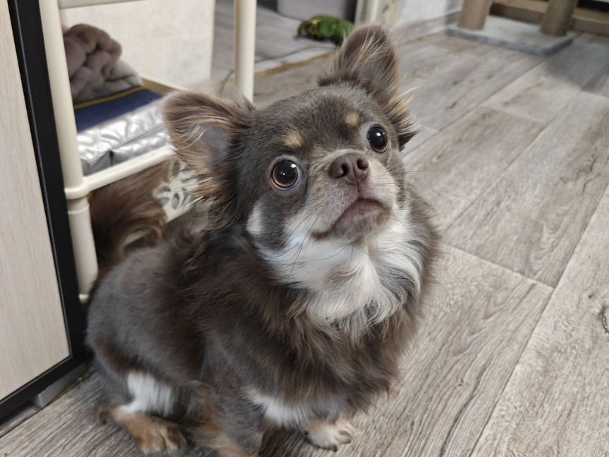 Вязка Чихуахуа