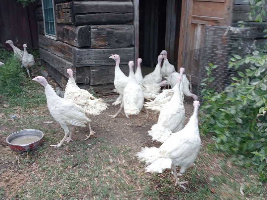 Утка ст-53. (Мясного направления)