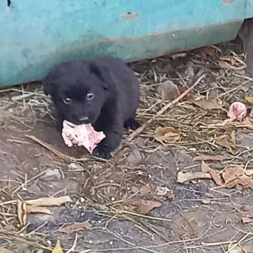 Щенки от собаки Болонка