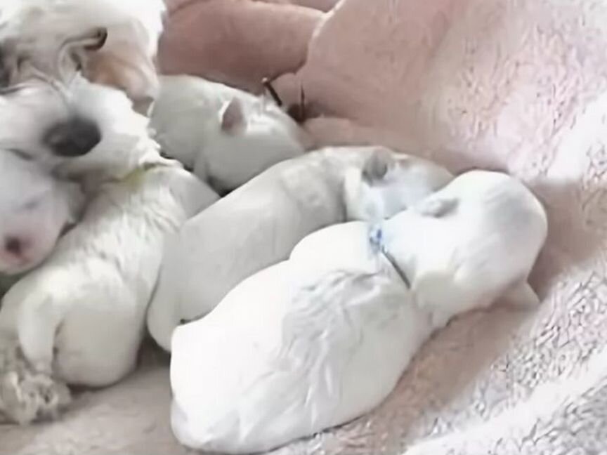 Щенки мальтезе Бронь