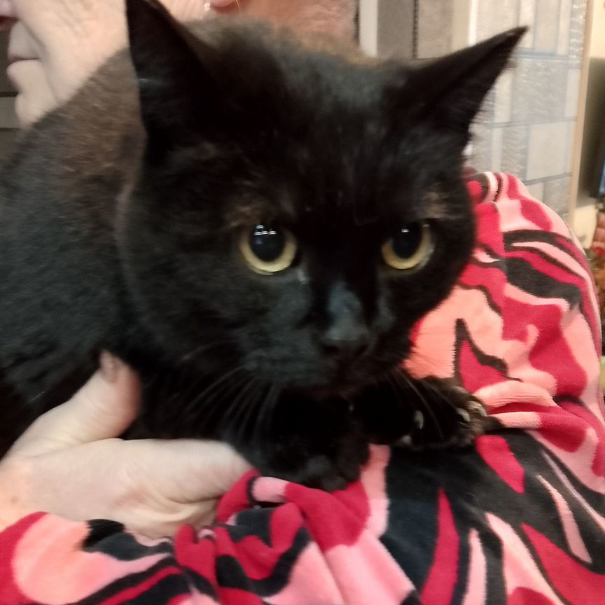 Взрослая кошка в добрые руки