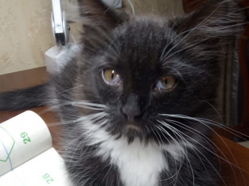 Домашние воспитанные котята в дар