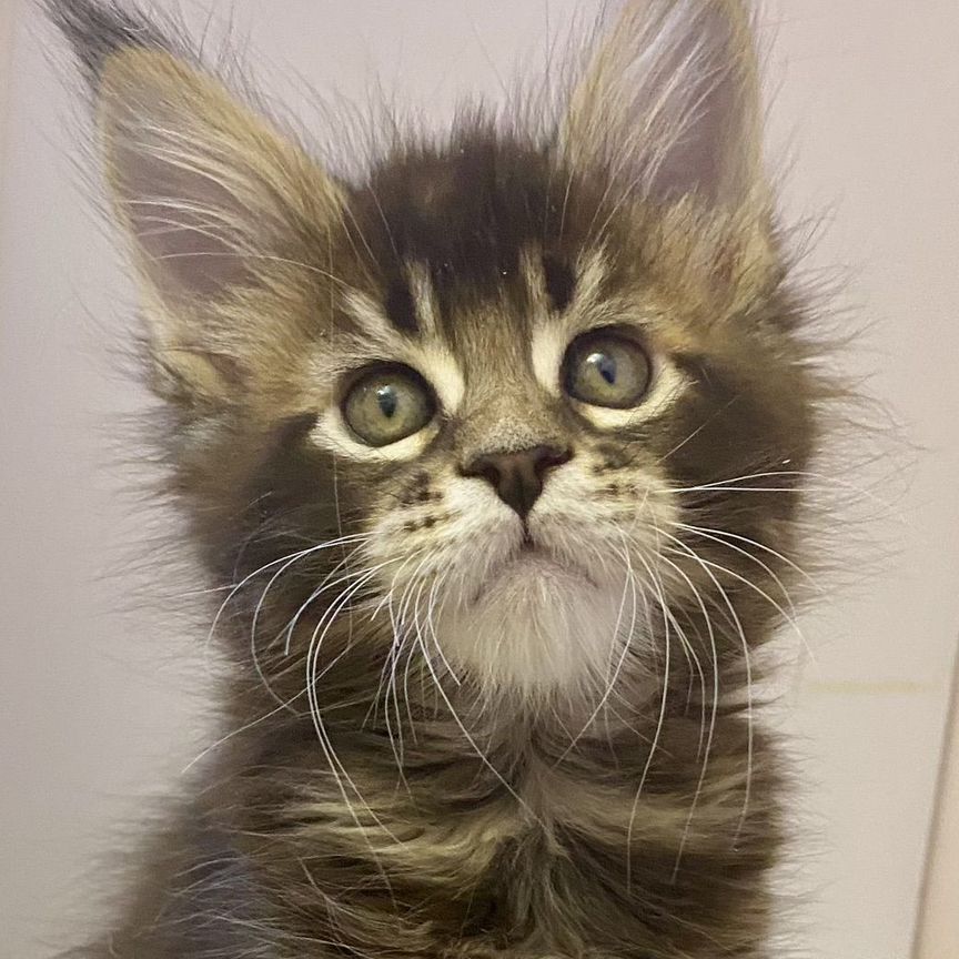 Котята мейн-кун полидакт