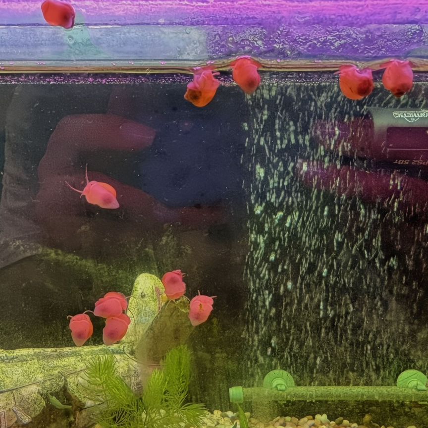 Улитки ампулярии