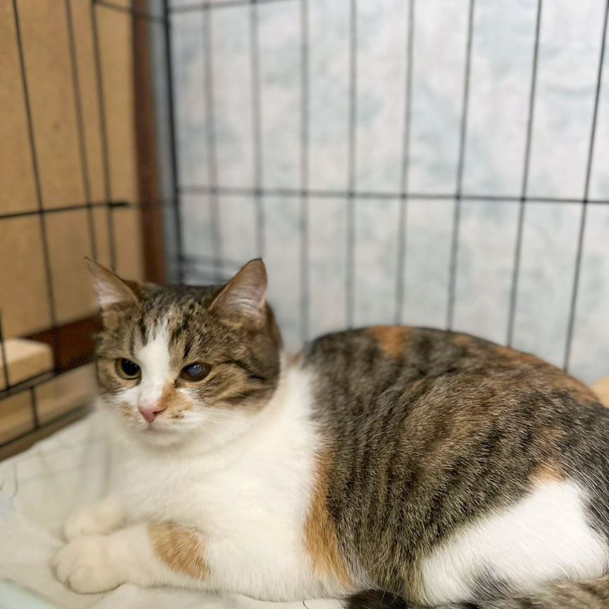 Котики в монастыре