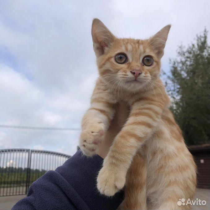 Котенок смешной рыжик