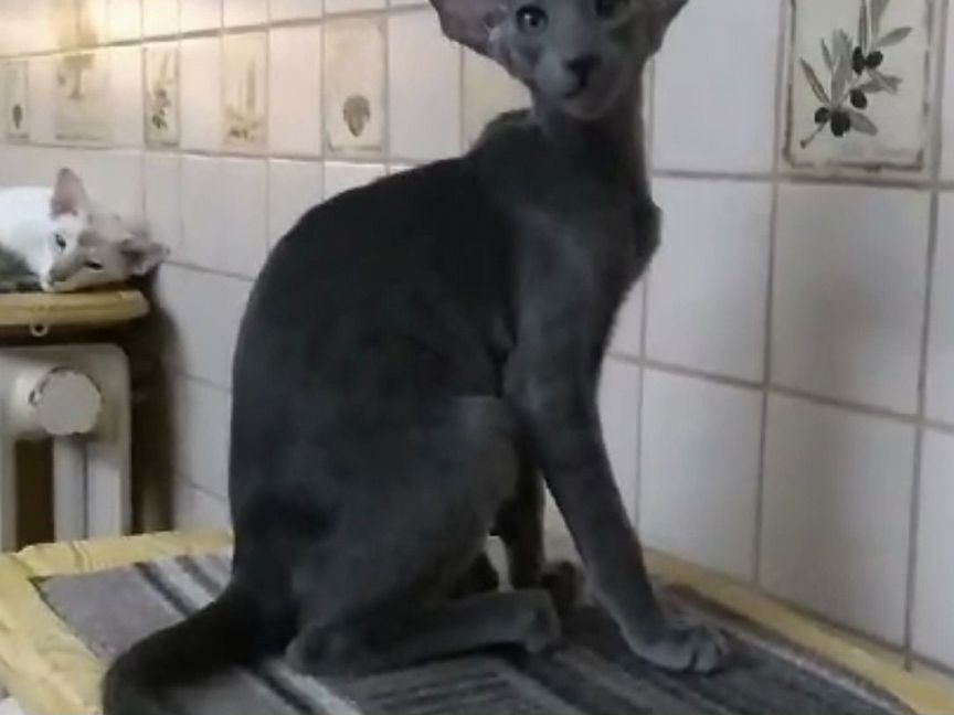 Ориентальный котенок мальчик экстримальные котята