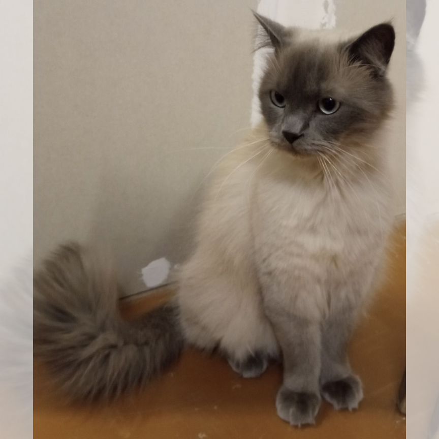 Невский маскарадный, взрослый кот