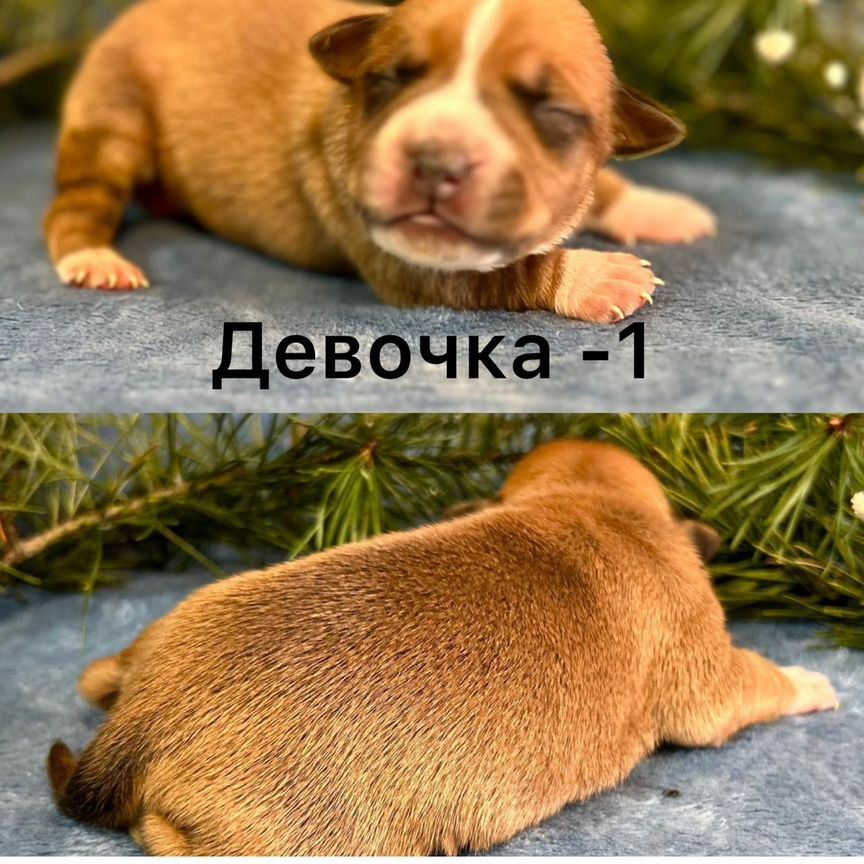 Американский стаффордширский терьер, щенок