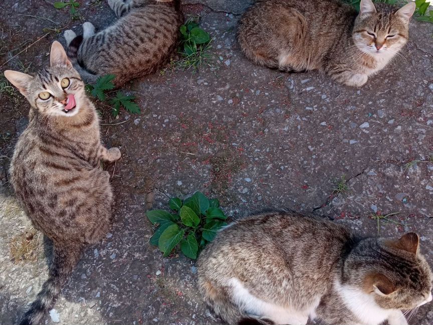 Кошки крысоловки