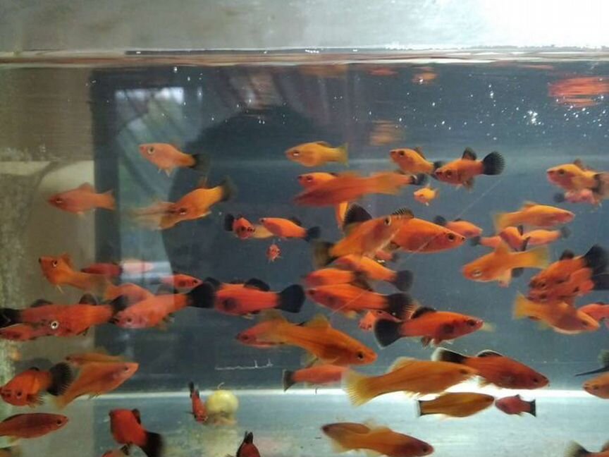 Аквариумные рыбки