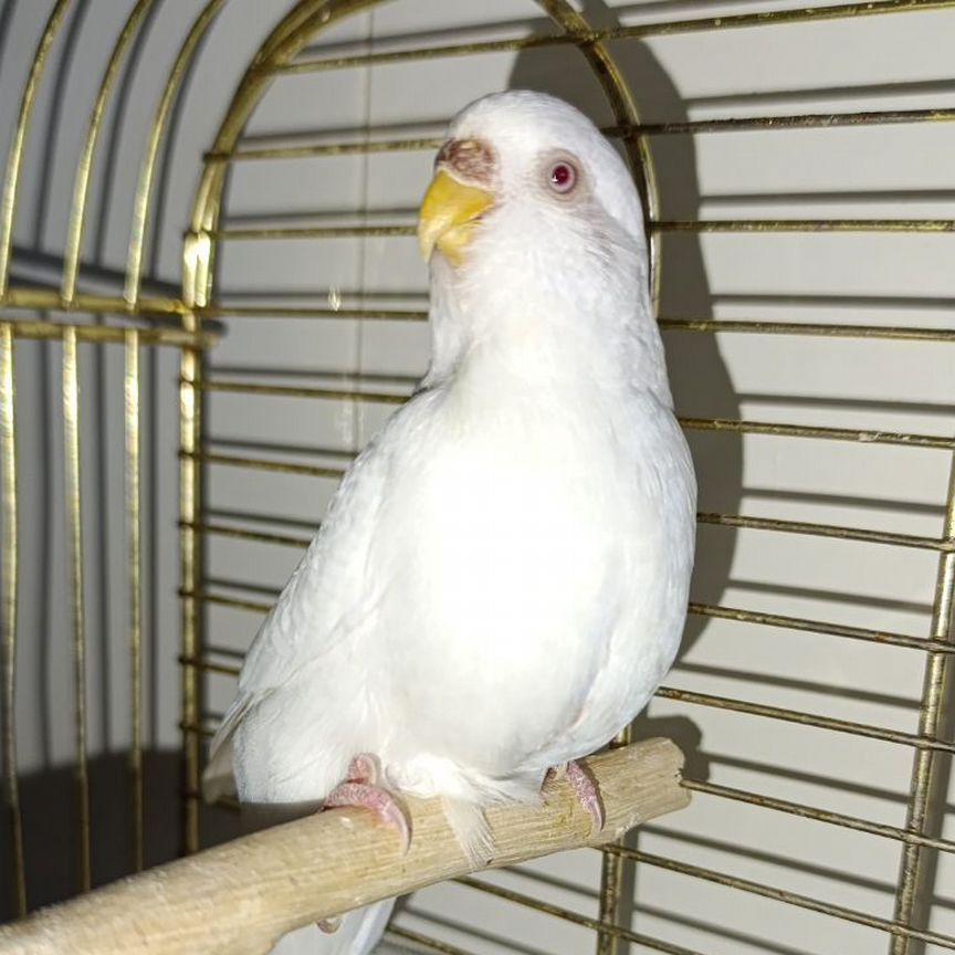 Попугай альбинос самка