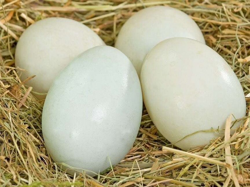 Утиные яйца