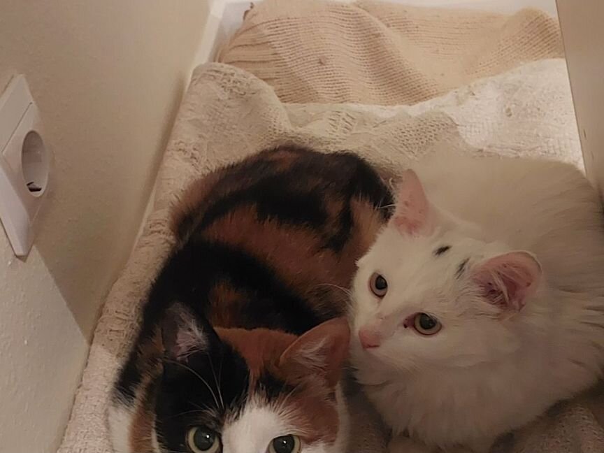 Трехцветка и котенок в добрые ручки