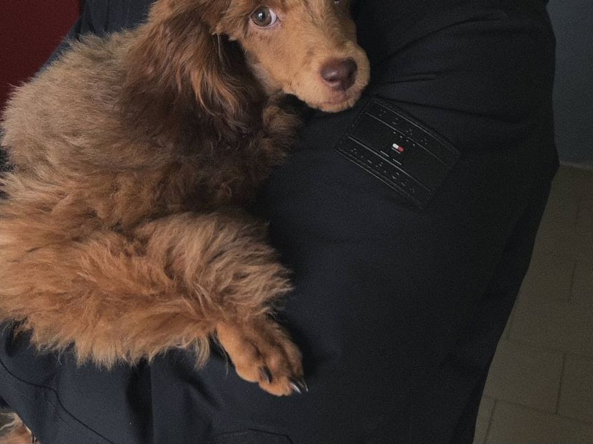 Той пудель щенок мальчик