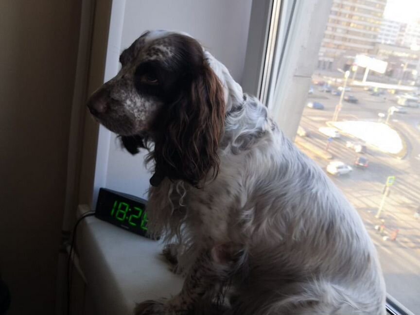 Русский спаниель вязка