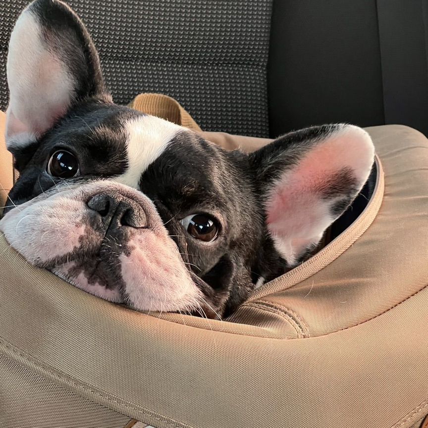 Сумка-переноска, рюкзак на колёсах для животных