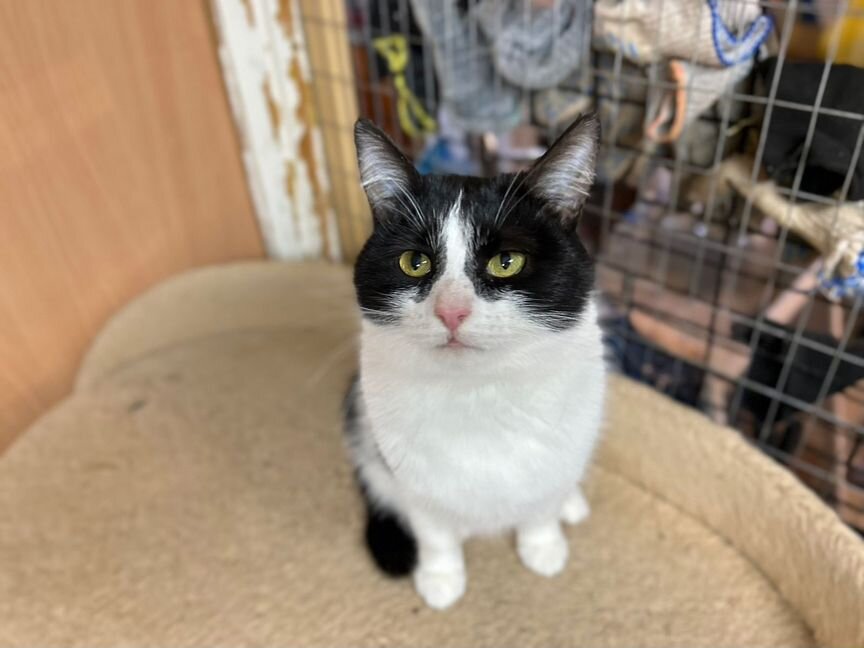 Ласковая кошка Брошка в добрые руки