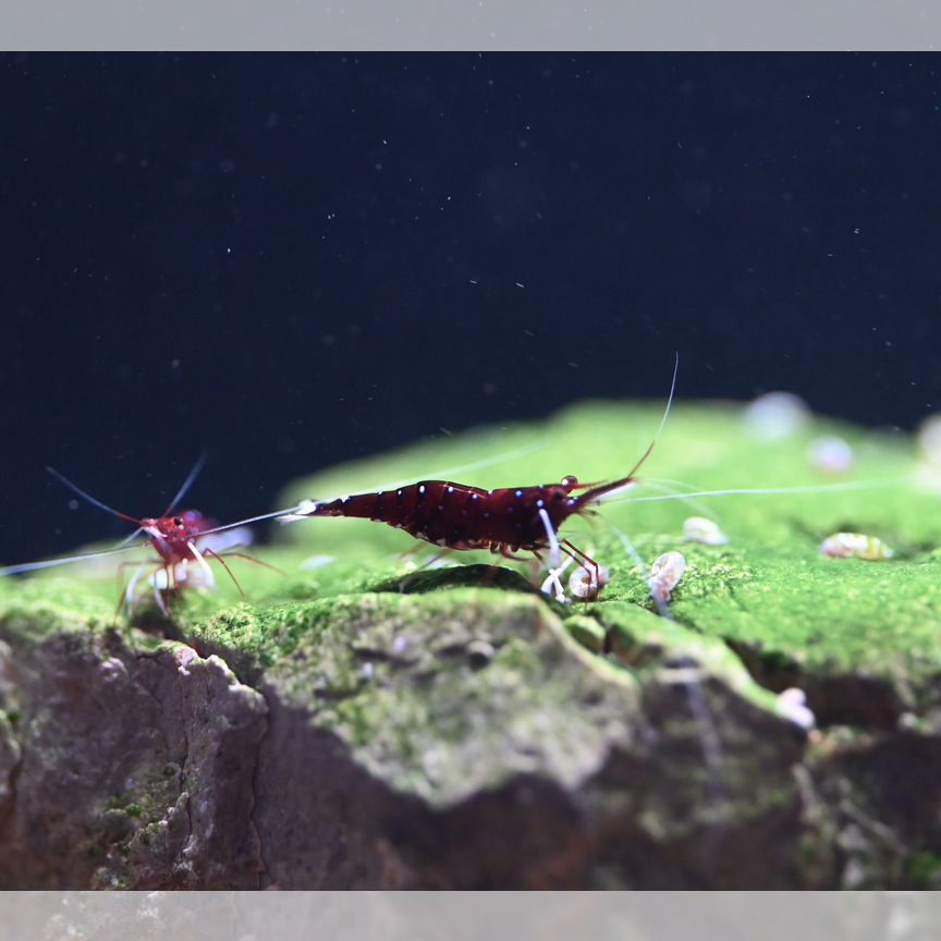 Креветки Сулавеси Кардинал