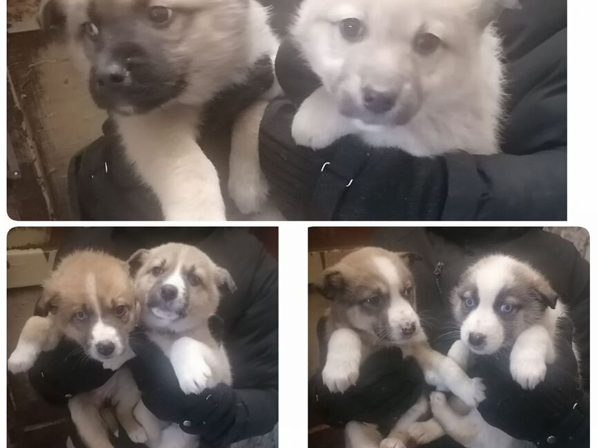 Собака в добрые руки отдам бесплатно