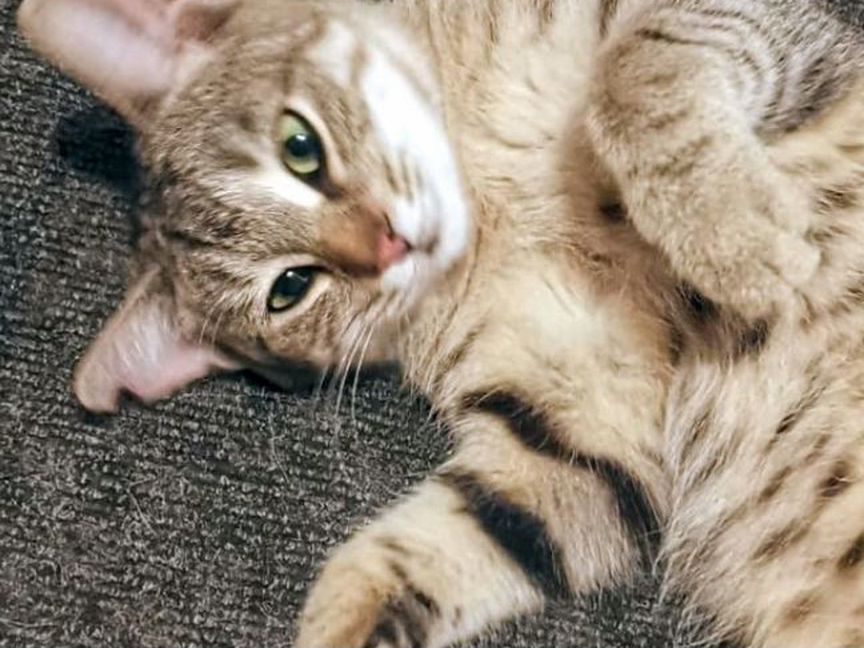 Найдена киса-Аадотья.Авдоше некуда идти, ищем дом