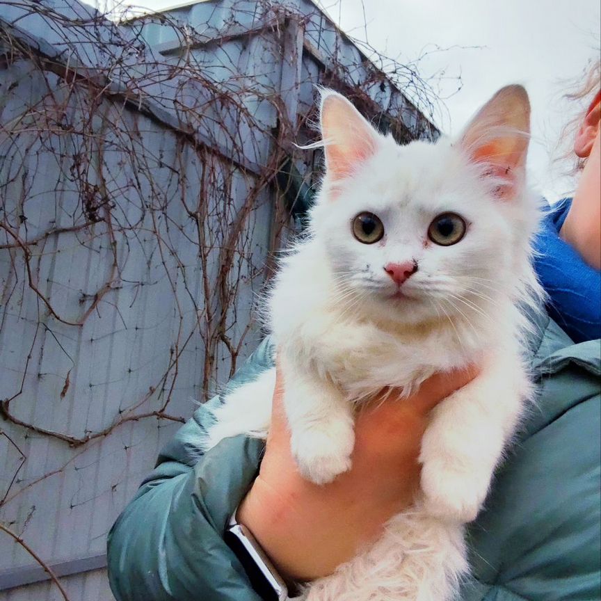 Белый котёнок