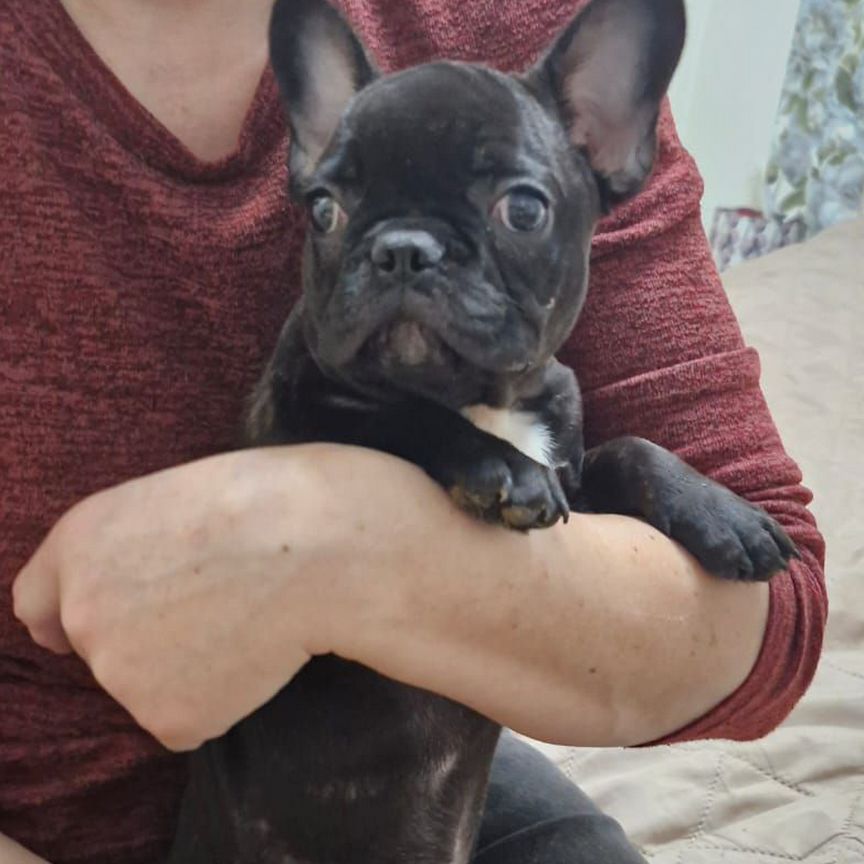 Французский бульдог, щенок