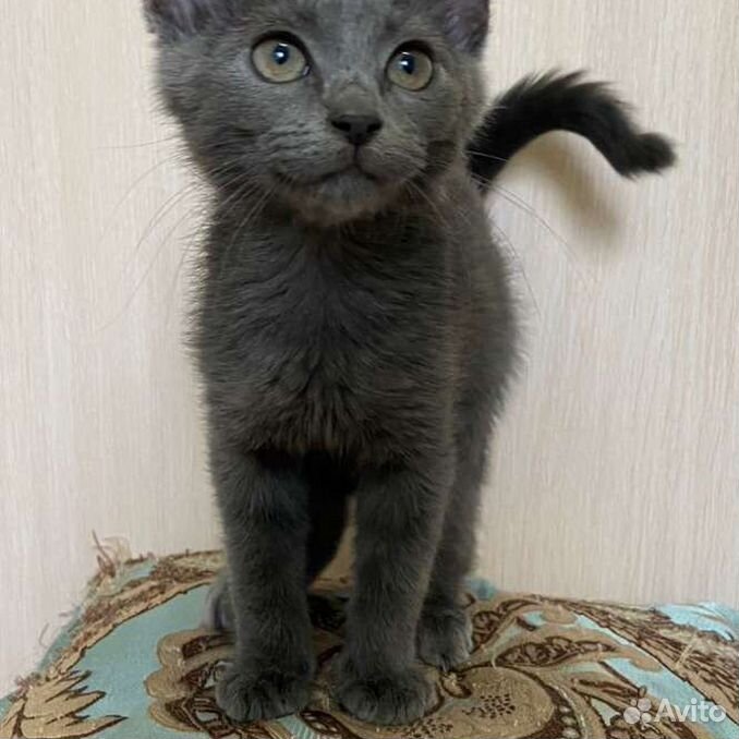 Чудесная Эльза в добрый дом