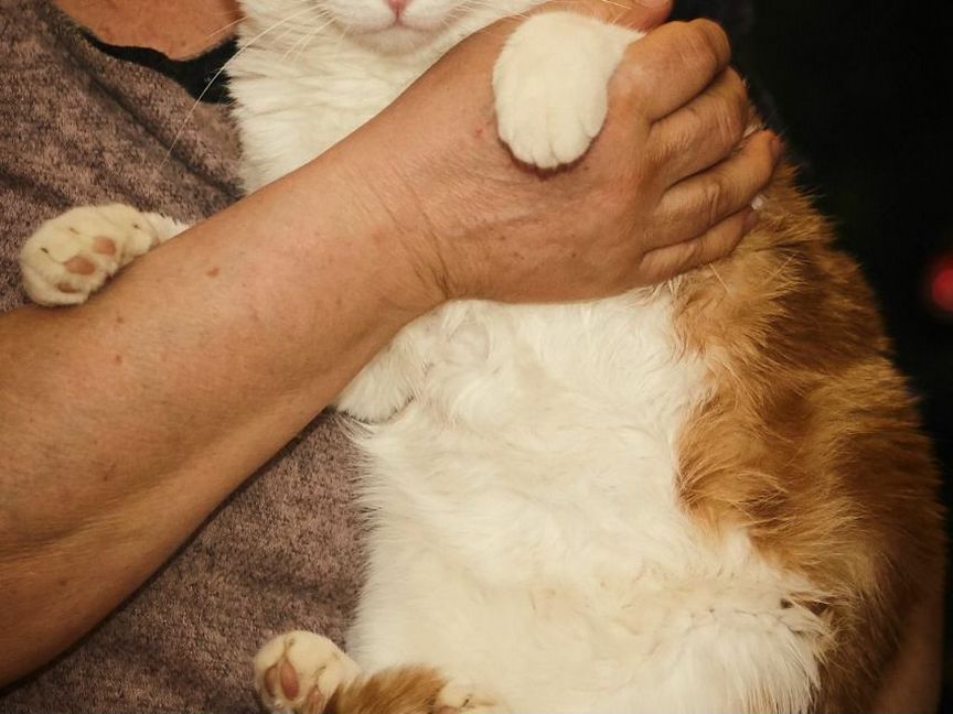 Рыжий котик ищет дом