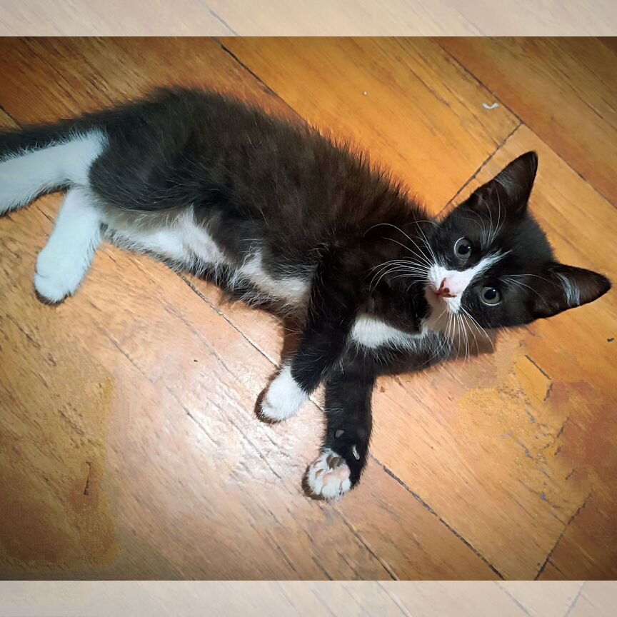 Котёнок в добрые руки