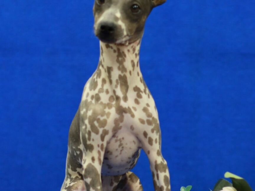 Американский голый терьер- Девочка американочка