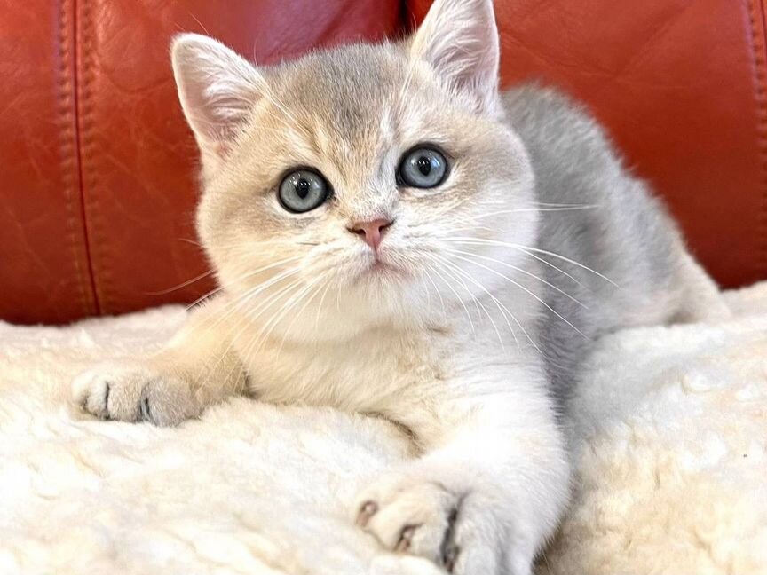 Золотой плюшевый Красавчик Котик Шотдандский