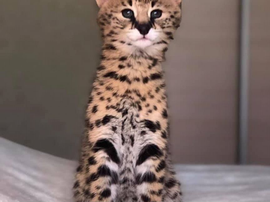 Саванна ф0 котята